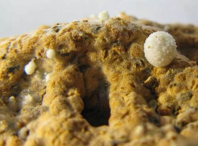 Photos and Info on Ants and Termites of Malaysia: Macrotermes Gilvus