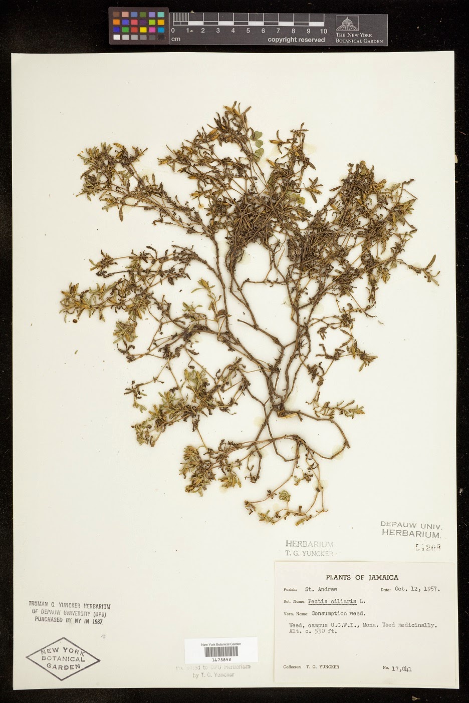 LESSER ANTILLES PLANTS ANGIOSPERMA: ASTERACEAE TRIBU TAGETEAE GAMOPÉTALAS