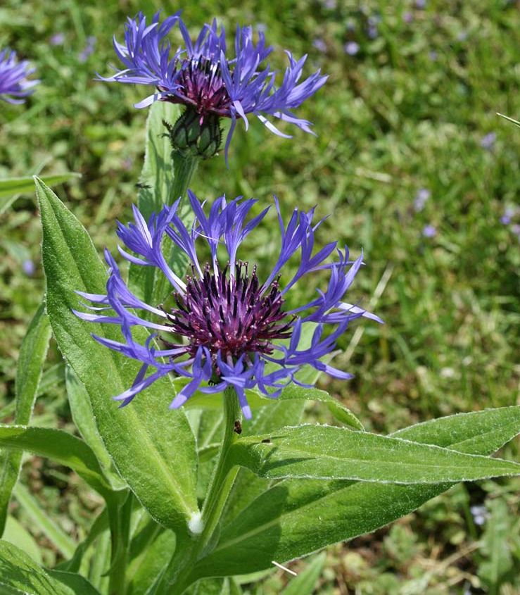 Future Plants by Randy Stewart: Centaurea