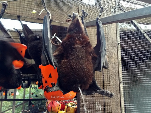 Info on Bats | recent question.. What does Bat poop/pee look like and ...