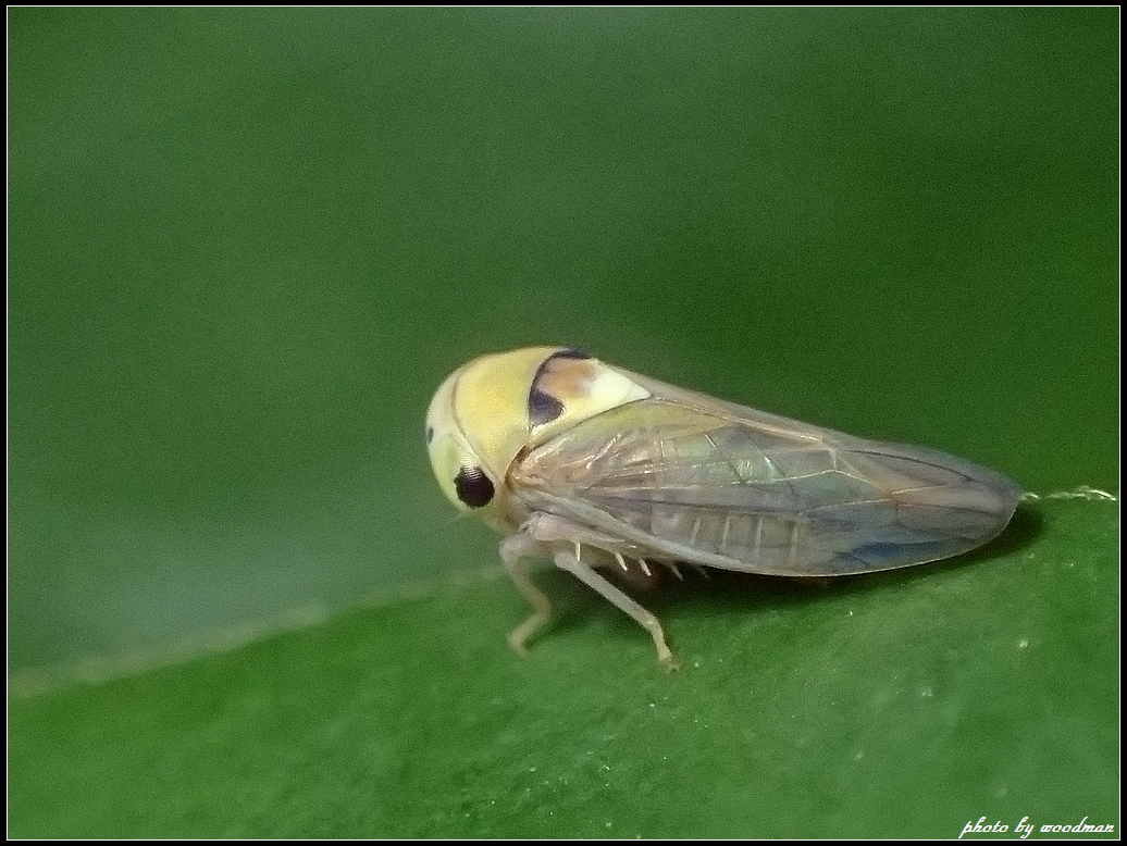 woodman的秘密花園－動物區: 檬果褐葉蟬