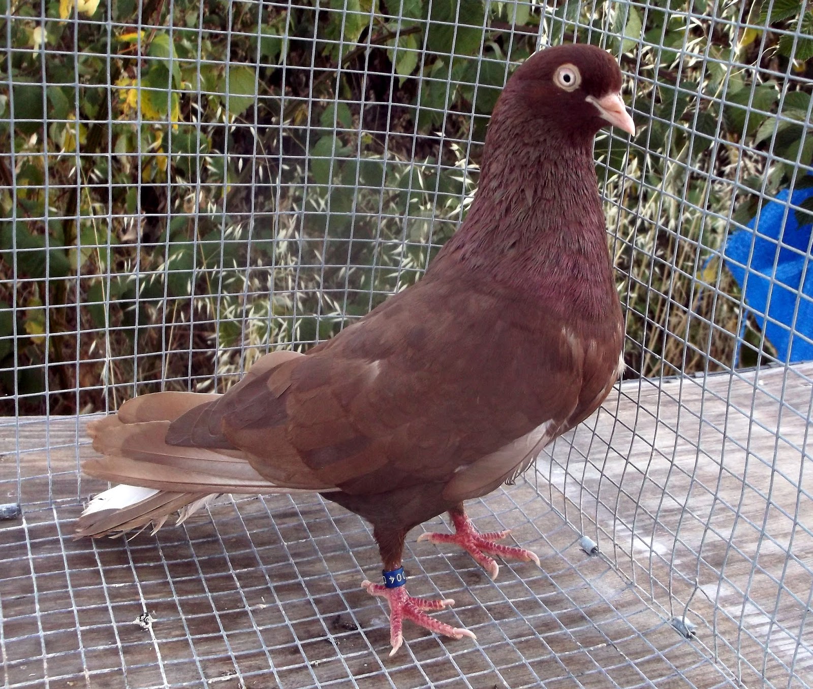 Birmingham Rollers and North American Roller Pigeons: Manz-Grover