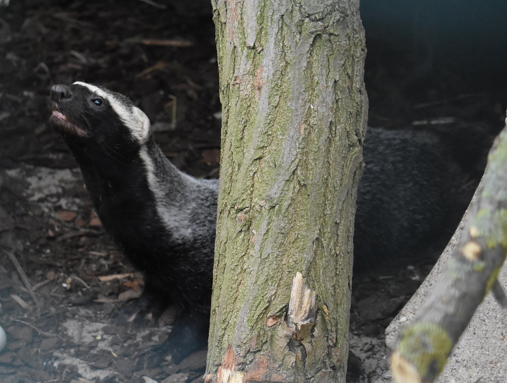 ZOOTOGRAFIANDO (6.100 ANIMALS): GRISÓN / GREATER GRISON (Galictis vittata)