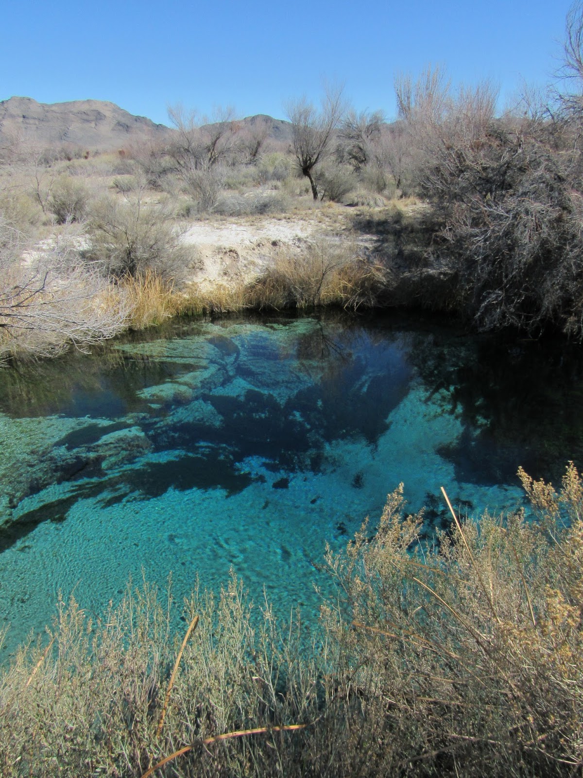 the common milkweed: Ash Meadows National Wildlife Refuge, NV