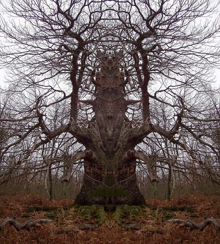 Tree Of Life: Creepy Looking Trees