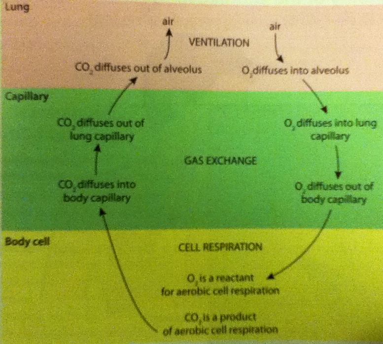 Biology Assesment: Gas exchange