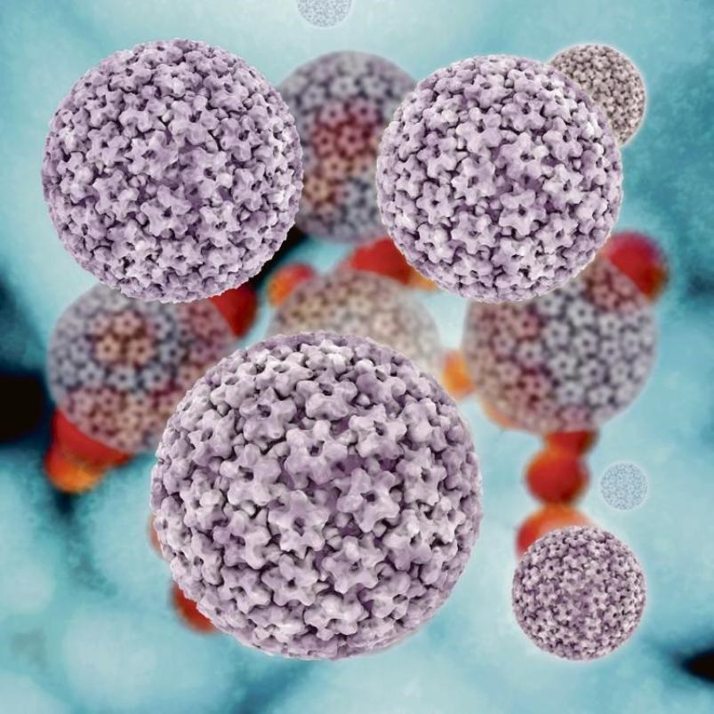 Gejala Awal Penyakit Kutil Kelamin