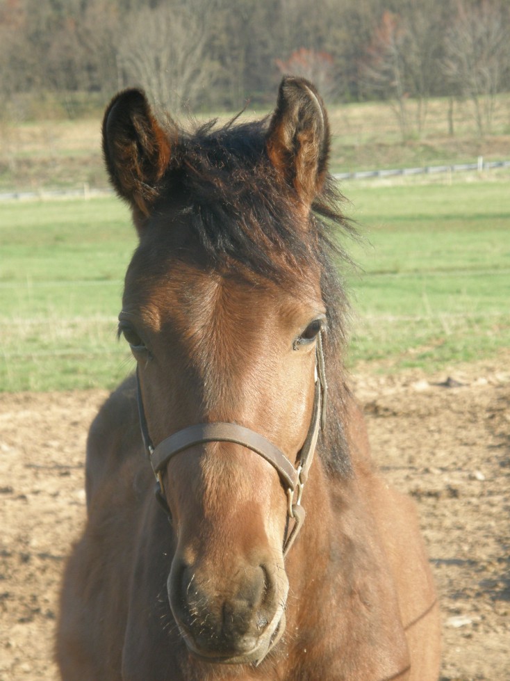 Horses of Frosty Oak Stables