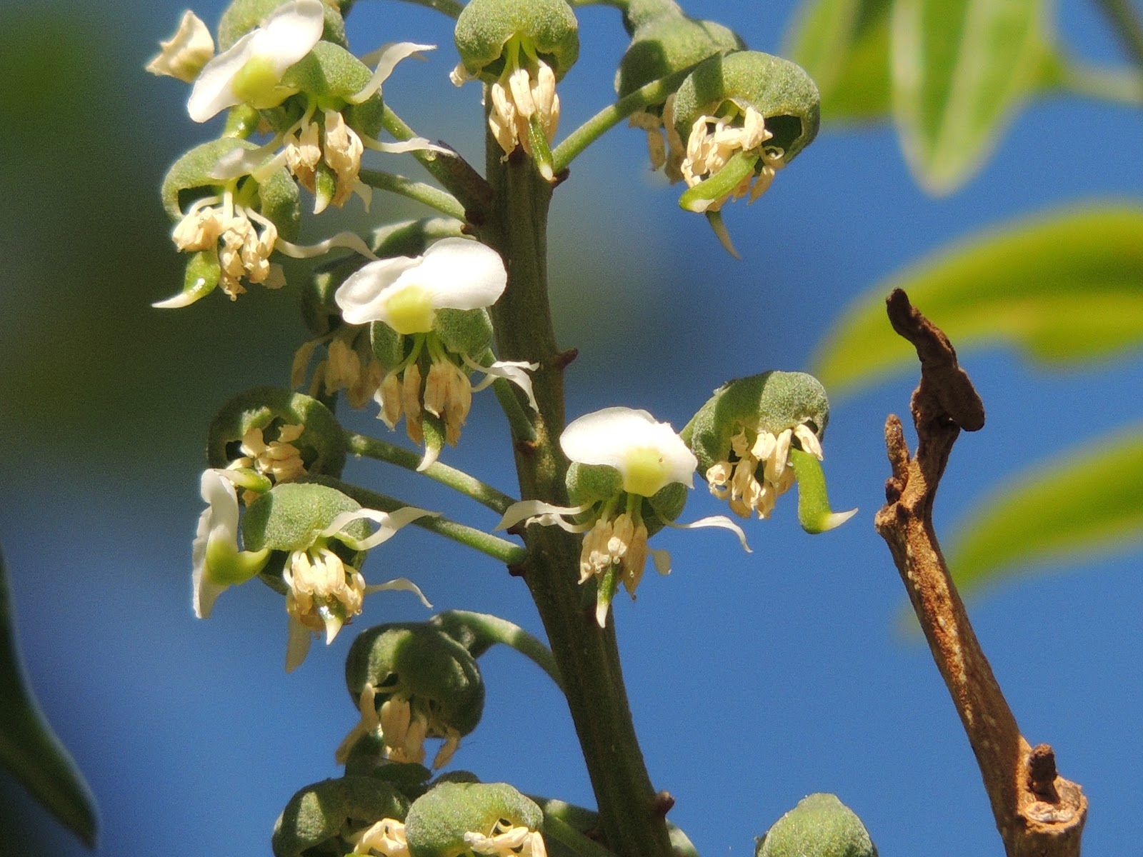 Fabaceae - Leguminosae no Brasil: Fabaceae - Myroxylon peruiferum L. f.