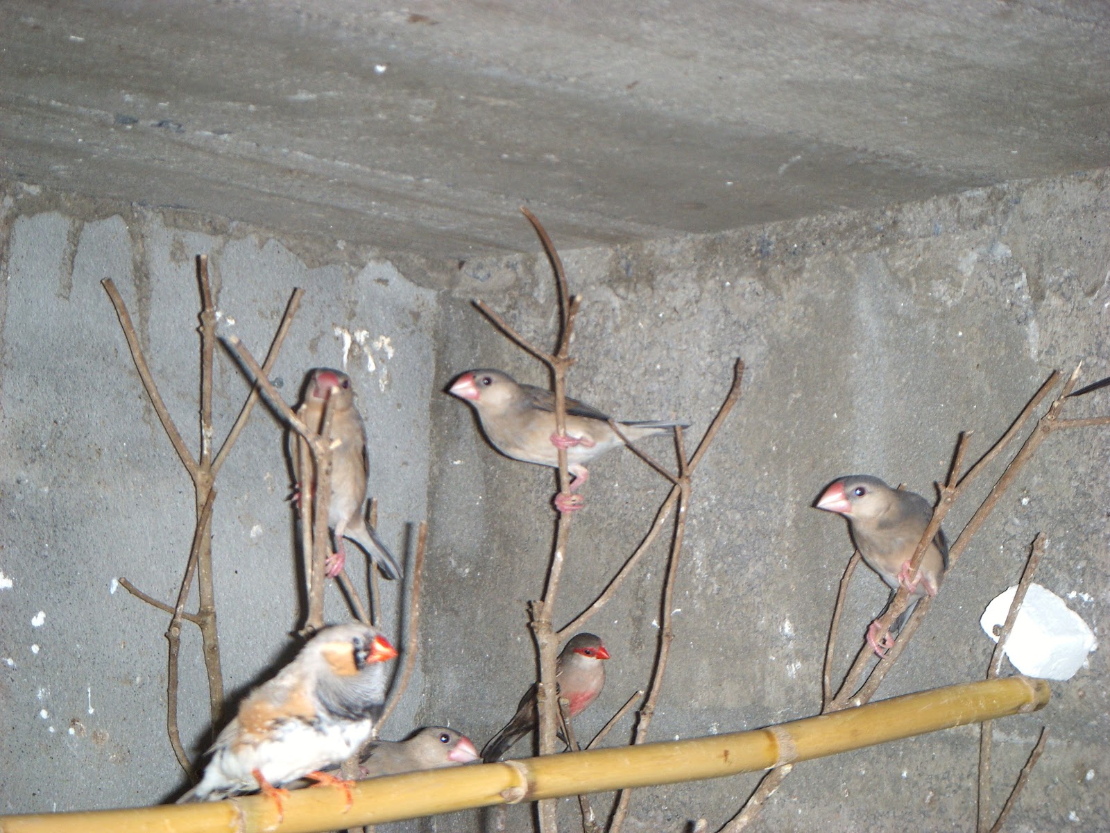 CRIAÇAO DE AVES: crias de pardais de java