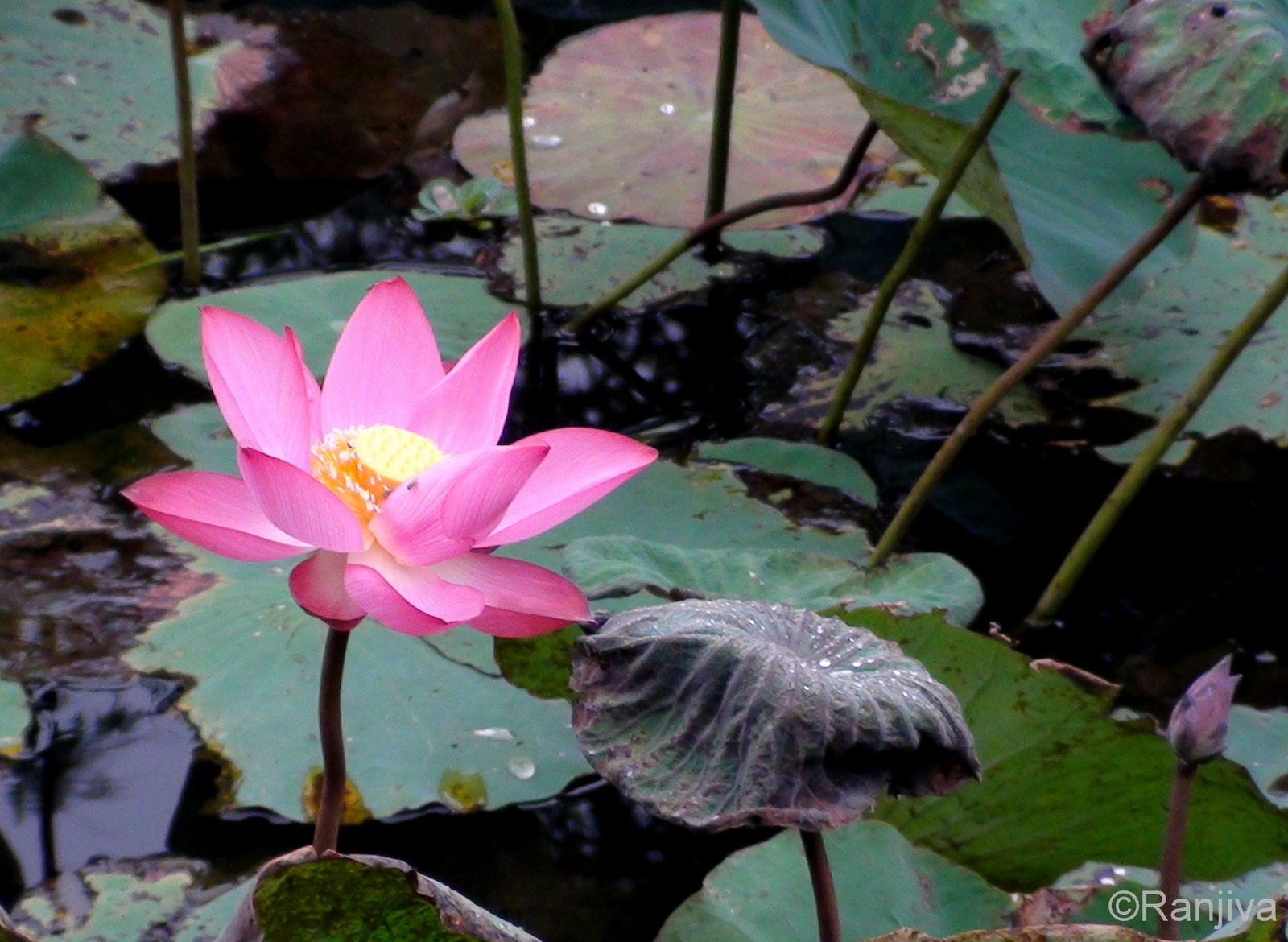 Le Lotus - Une fleur enchanteresse | Paysages et Fleurs au fil de l'eau