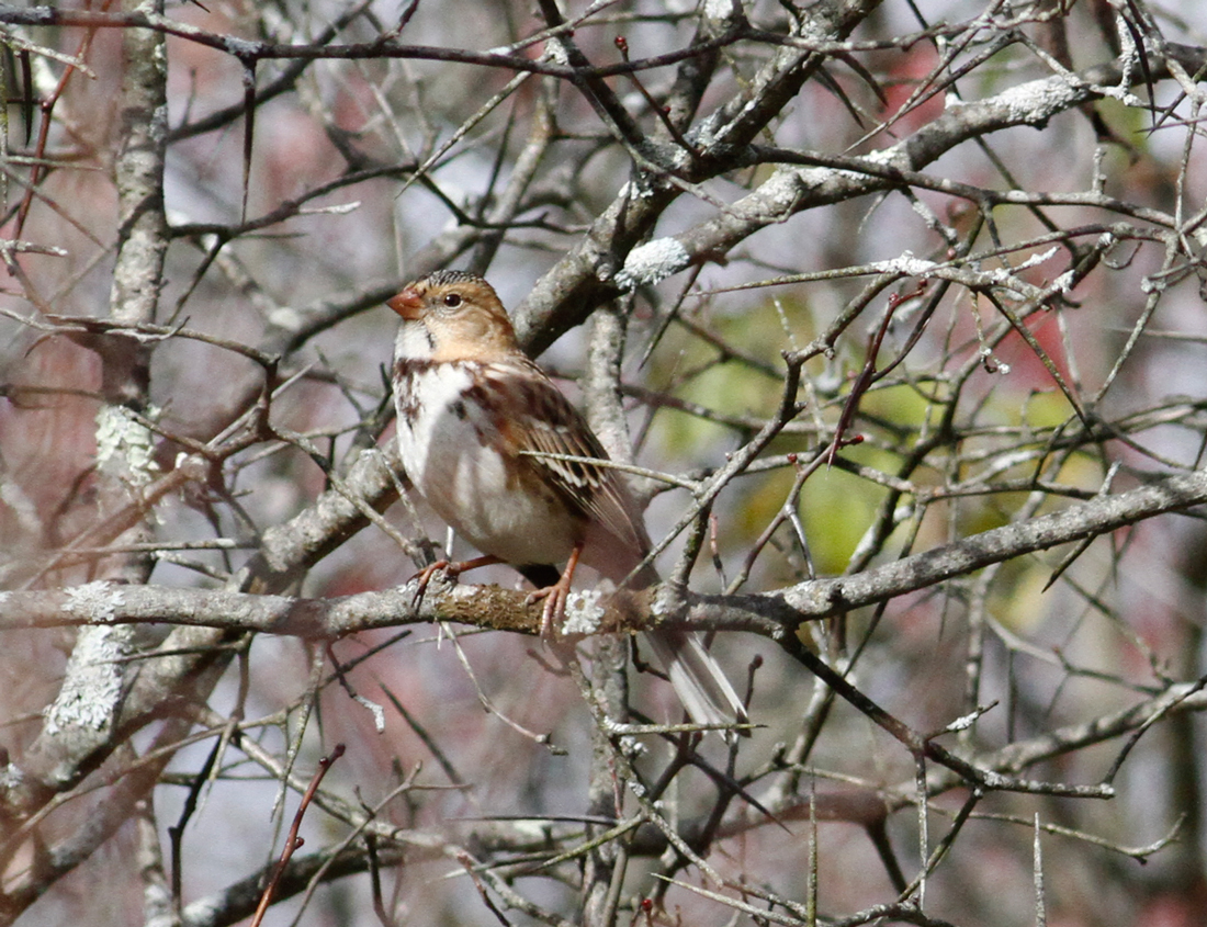 Pioneer Birding: MA - Harris's Sparrow plus waterfowl on the move
