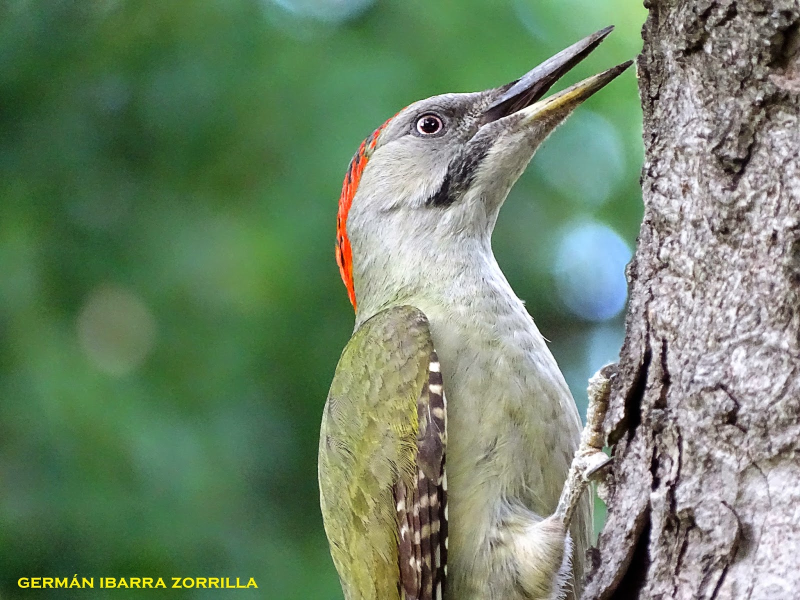 FAUNA COMPACTA el blog de Germán Ibarra Zorrilla: Pito real ibérico ...
