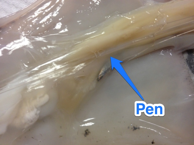 Biology 11: SQUID DISSECTION