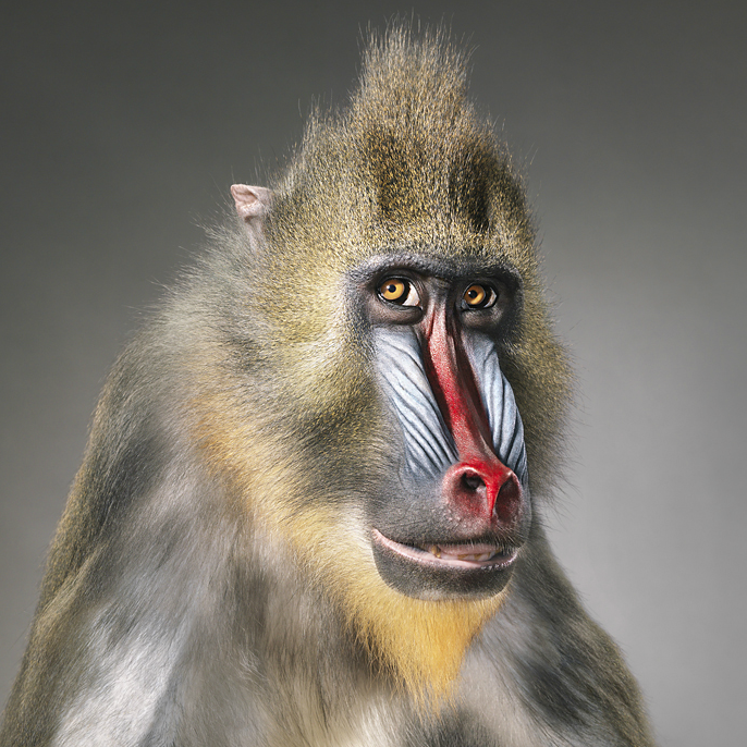 Oh, by the way...: BEAUTY: Photography--Tim Flach