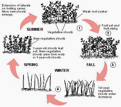 Sandy Hill Community Garden