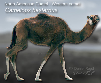 Extinct Animal of the Week: Images of Camelops