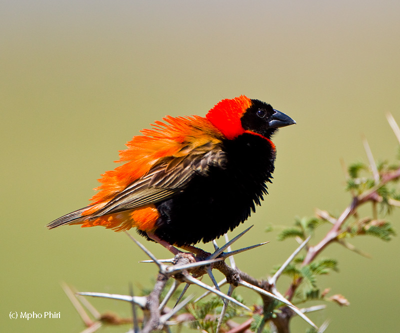 Mahikeng Birding Blog: Red Bishop: New year birds