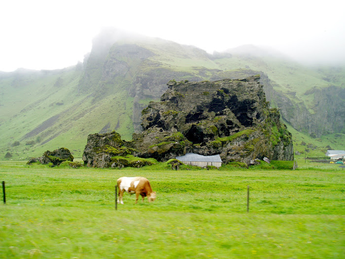 Iceland Eyes: an Original Icelandic Photojournal Since 2004: Cow