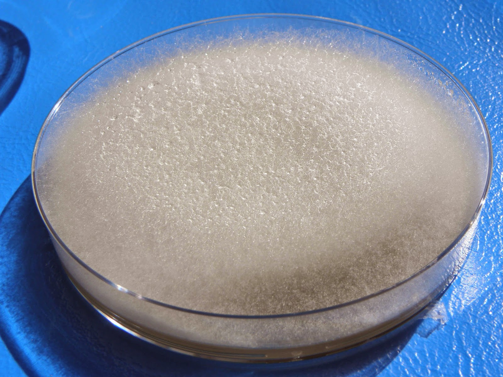 ATLAS MICOLOGIA: CUNNINGHAMELLA BERTHOLLETIAE