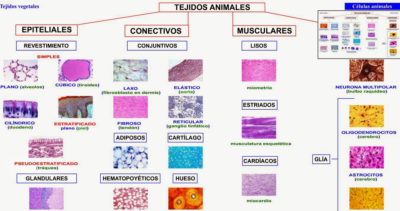 Tejidos De Los Animales Vertebrados Epitelio Neurona - vrogue.co Tejidos De Los Animales Vertebrados Epitelio Neurona - vrogue.co