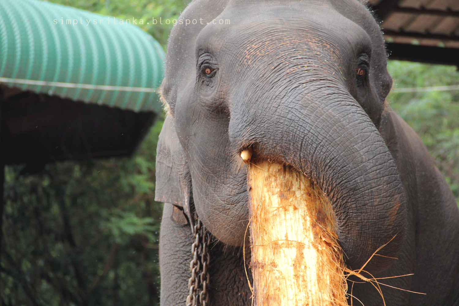 Sri Lanka: Slonie raz jeszcze/ sierociniec Pinnawala