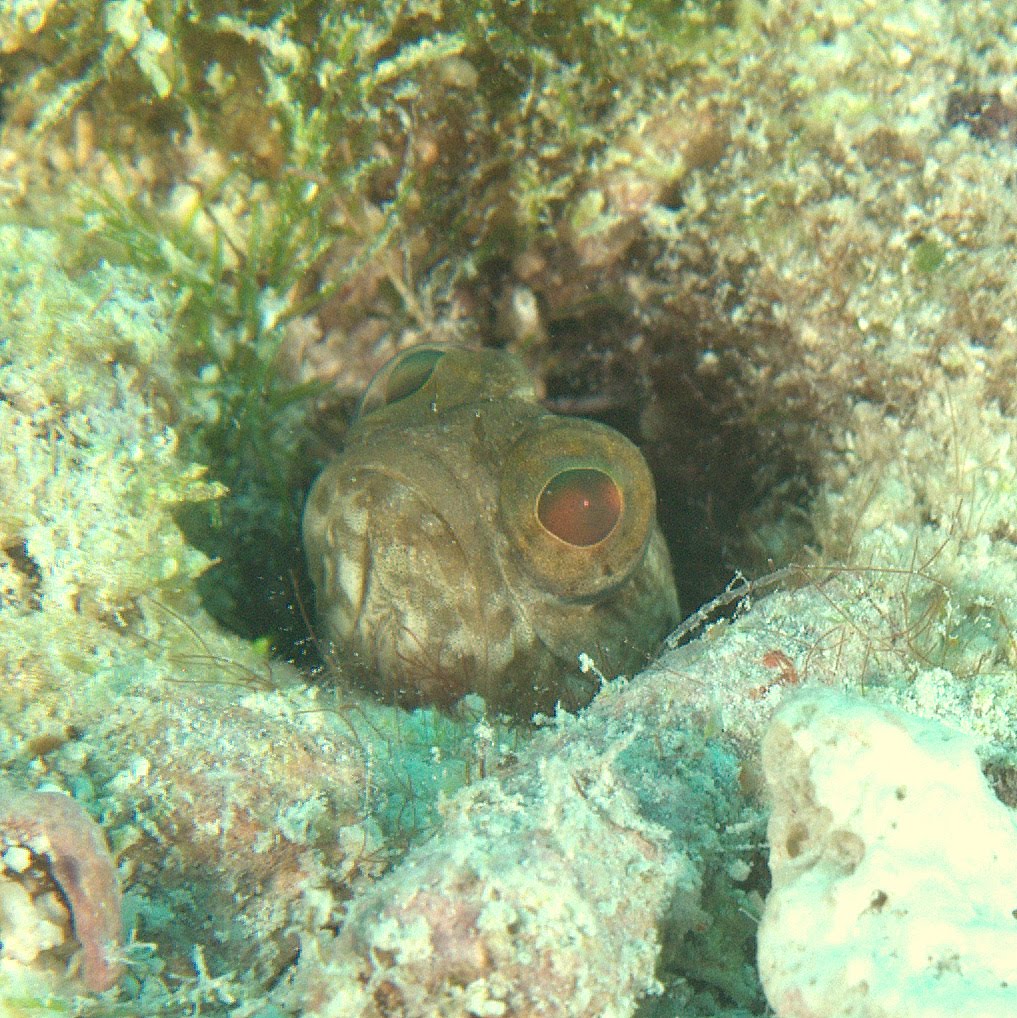 under pressure world: Dusky Jawfish series- Key West, FL