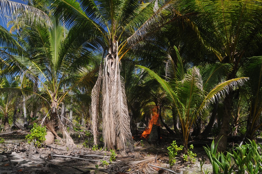 Sabay Dii: La récolte du coprah