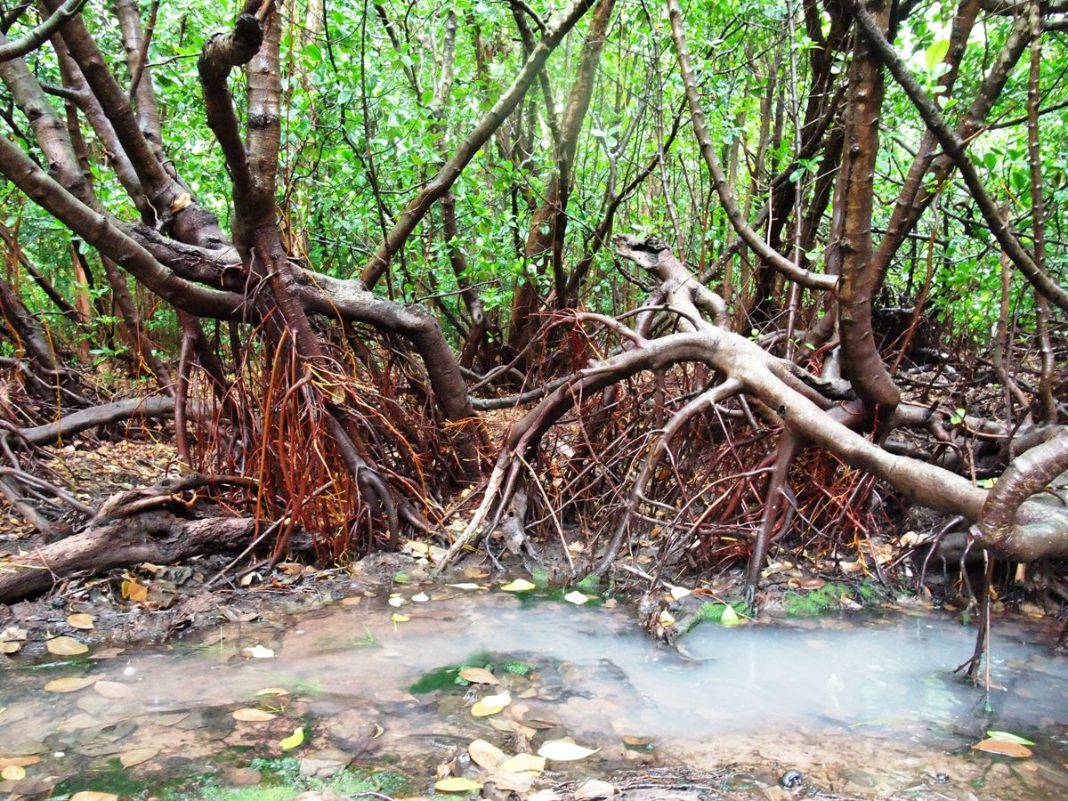 Galene goes West: Dominica