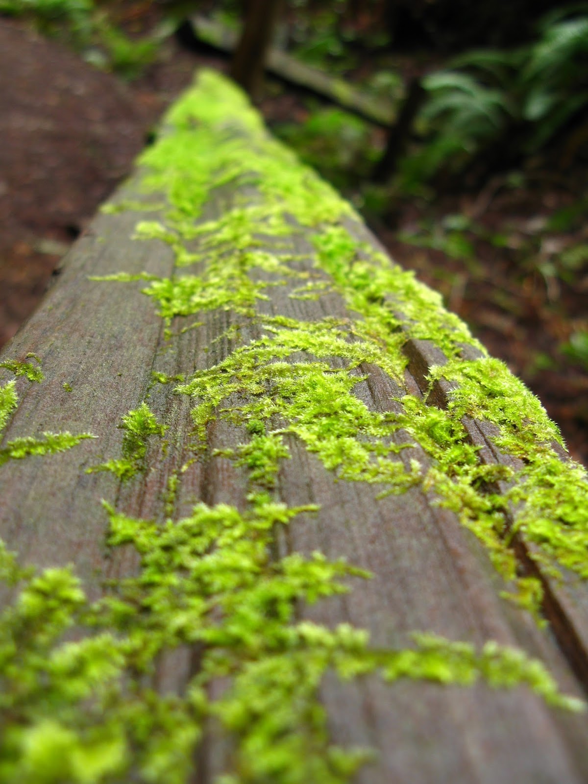 Growing in Grace: Tiny Mighty Moss