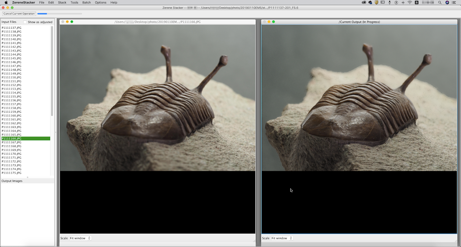 焦点合成テクニック：Zerene Stacker の合成方法による違い（PMaxとDMap）