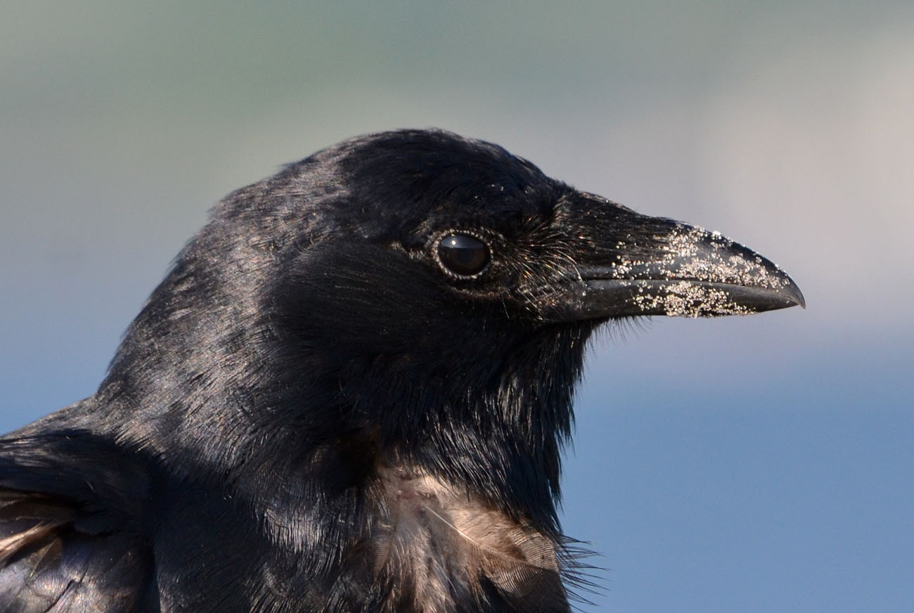 Woods Walks and Wildlife: June 2014