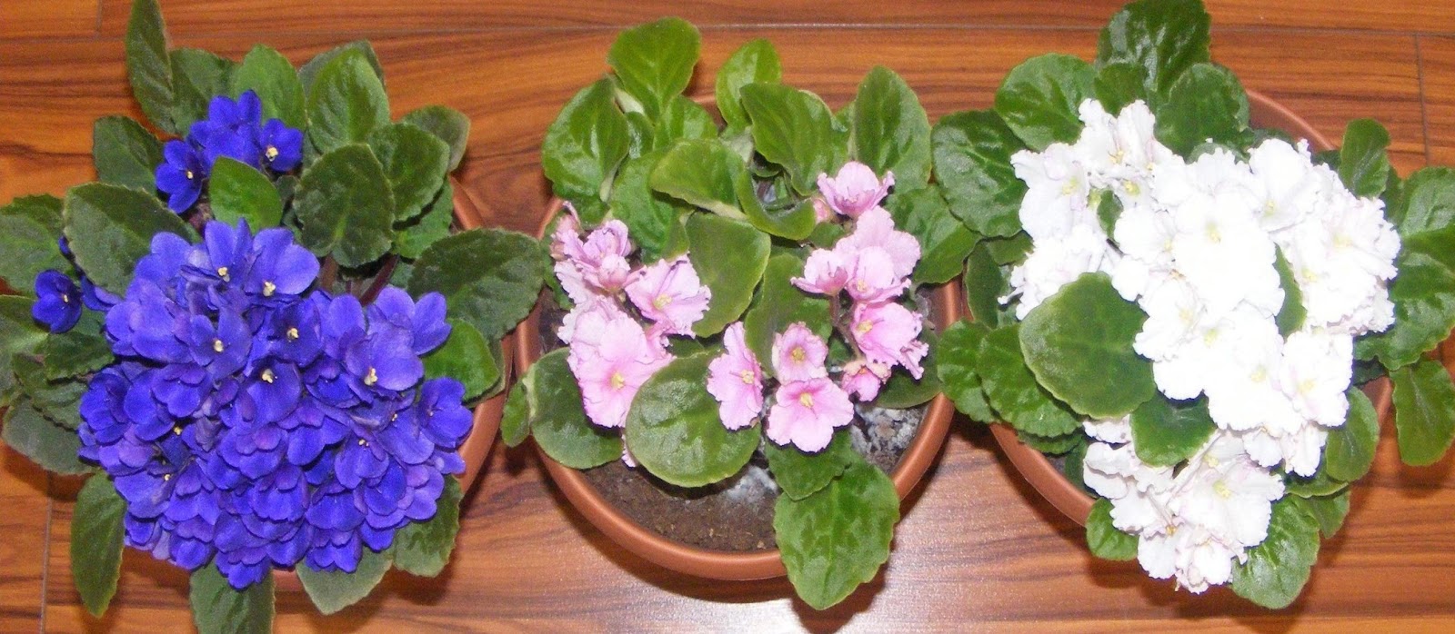 Violete de parma | Preparatedevis.ro