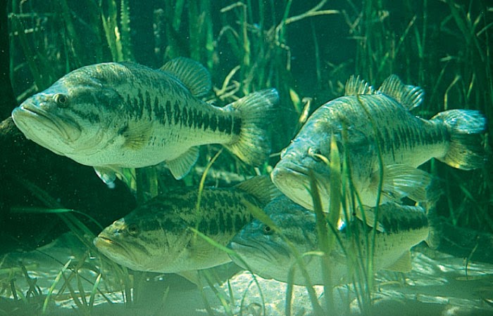 Mania de Aquário: Black Bass