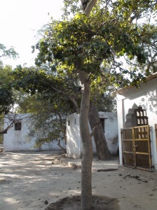 Trees in Tatiya Sthan Vrindavan ~ Tatiya Sthan Vrindavan,Swami Shri ...