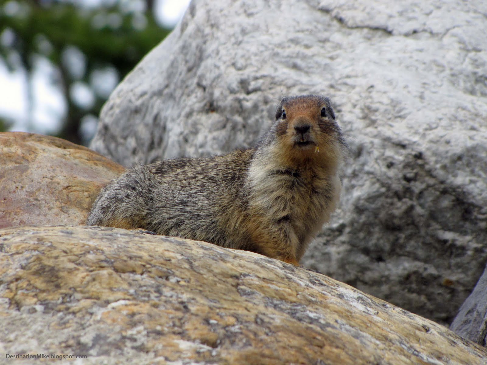 Destination Mike: Wildlife Seen in Banff National Park