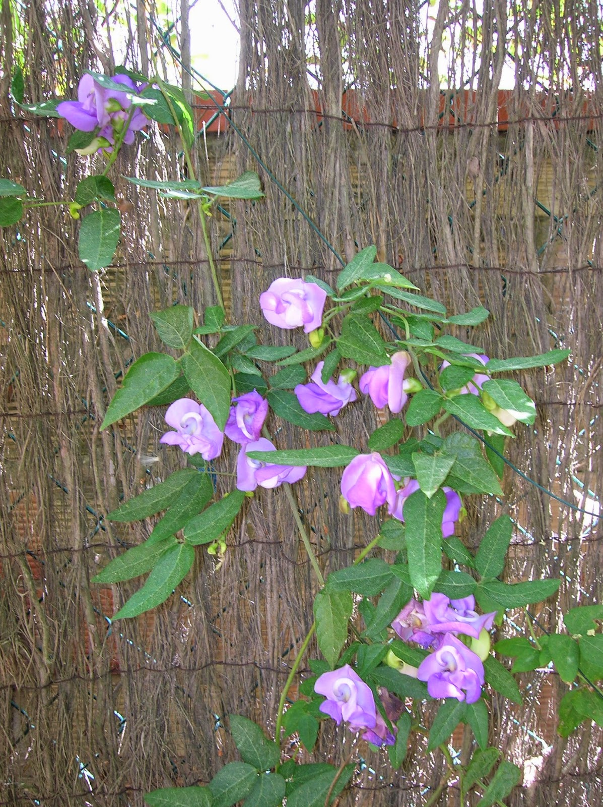 Recregarden: PHASEOLUS CARACALLA