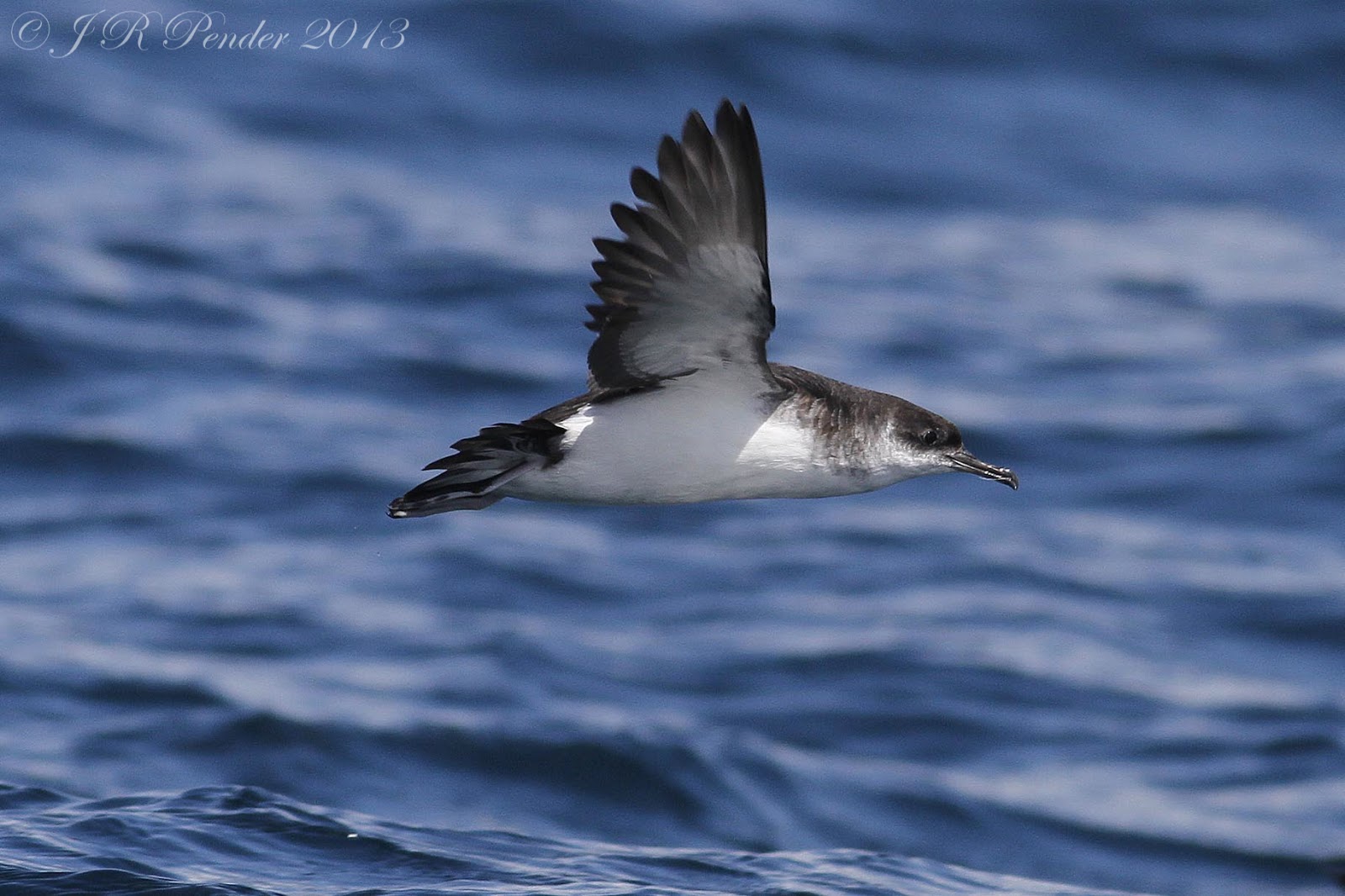 Joe Pender Wildlife Photography: Great Sooty Balearic & Manx Shearwaters