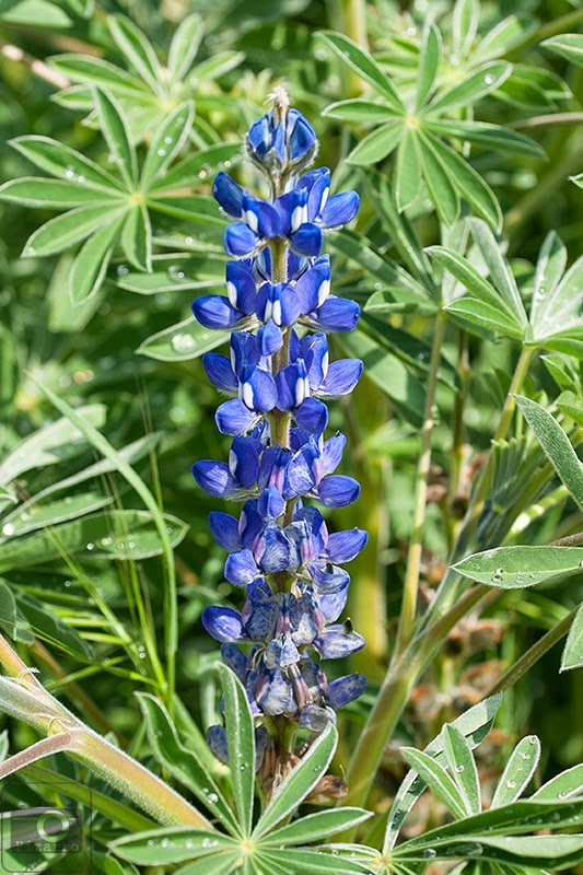 Natural de Rota: Lupinus cosentinii