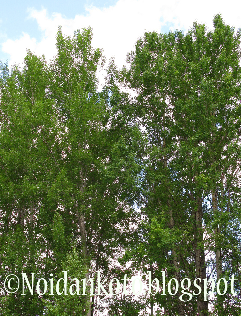Noidankoto; Valkosipulia ja Salviaa: Haapa (Populus Tremula)