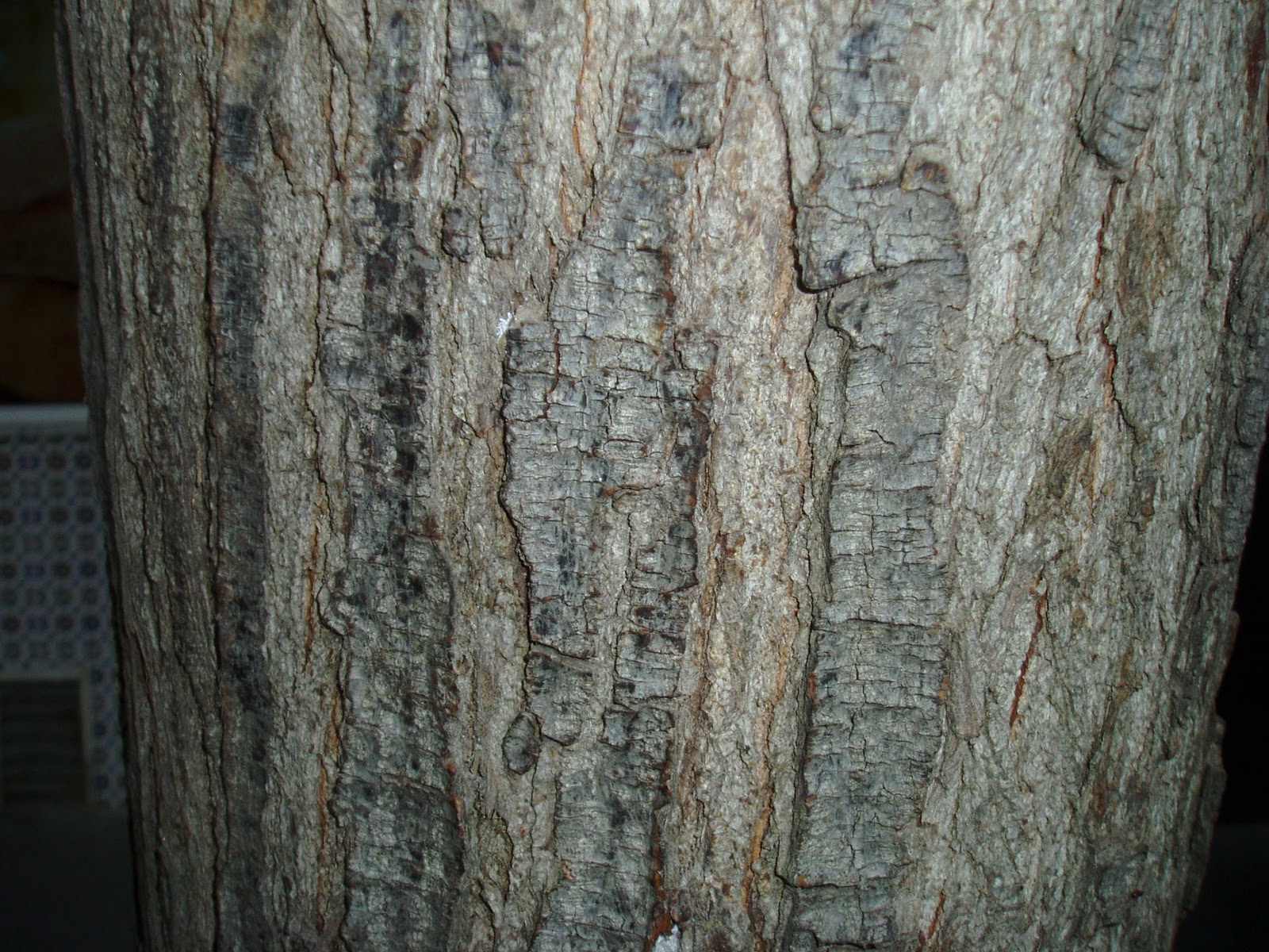 CINAMOMO: Melia azederach | Plantas rioMoros