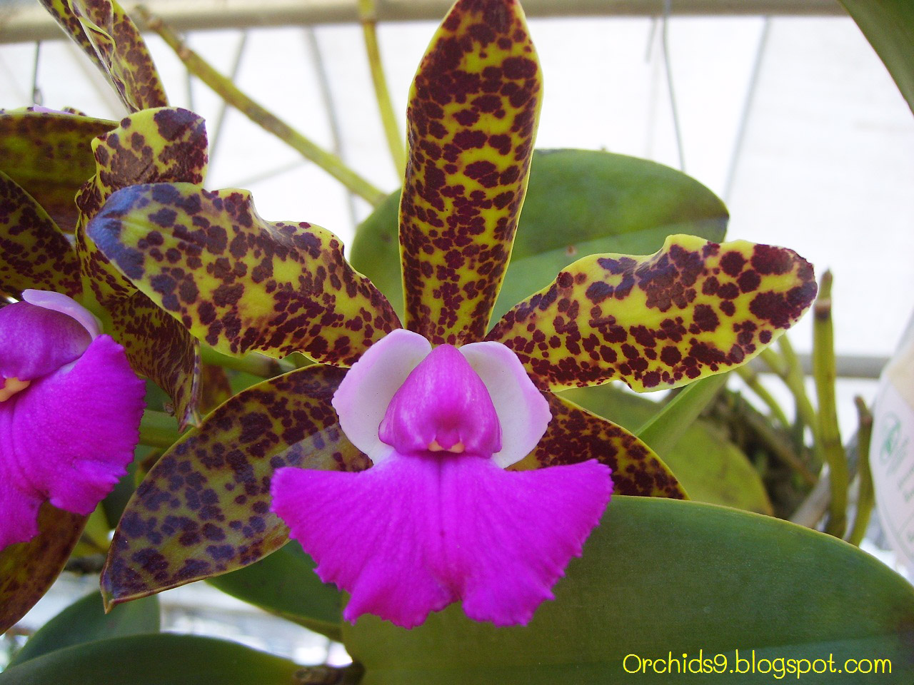 Orchids Flowers Pictures Bulbophyllum Vanda Cattleya Cymbidium ...