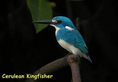 Kicau Burung: Raja Udang atau Cekakak (Kingfisher)