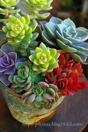 ¿POR QUÉ LAS SUCULENTA CAMBIA DE COLOR? | saperes