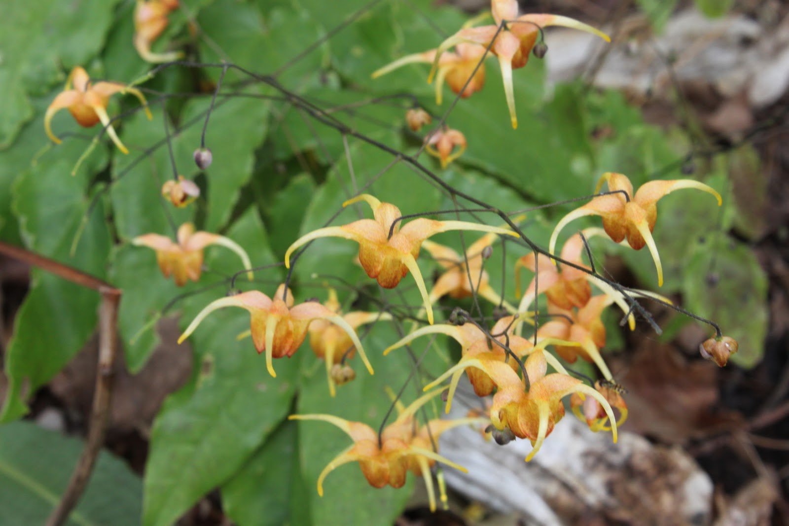 Confessions Of A Plant Geek: Garden Bloggers Bloom Day