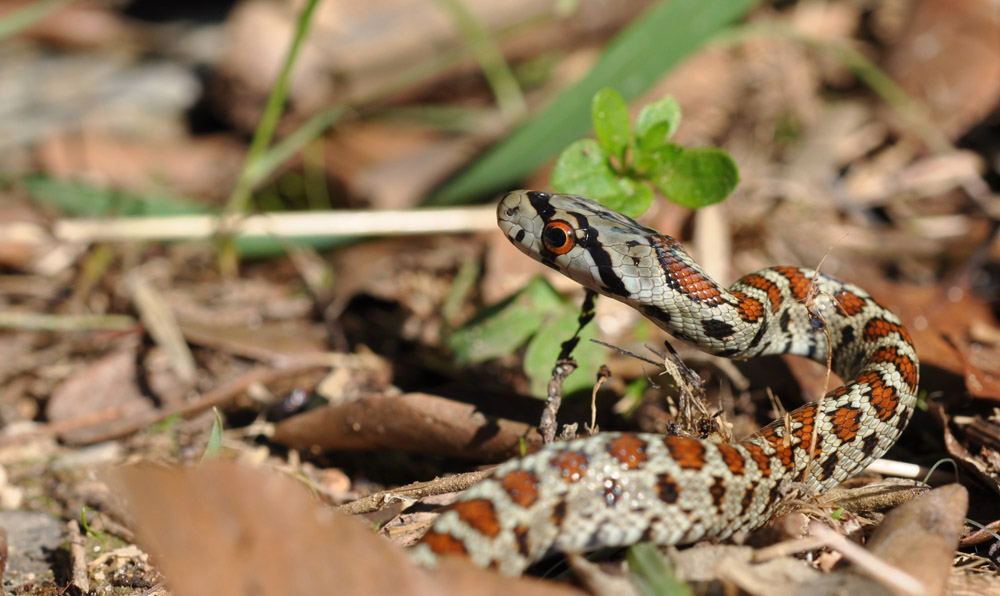Maltese Nature: A snake without venom