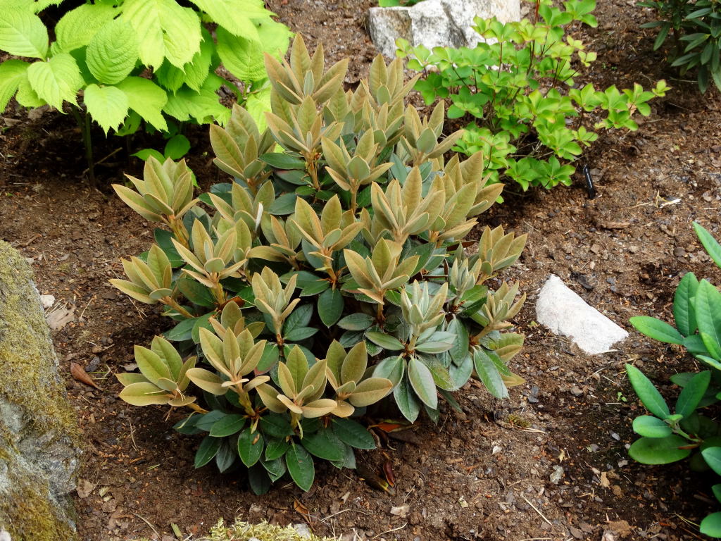 Hagtorpet: Rhododendron - indumentum och tomentum