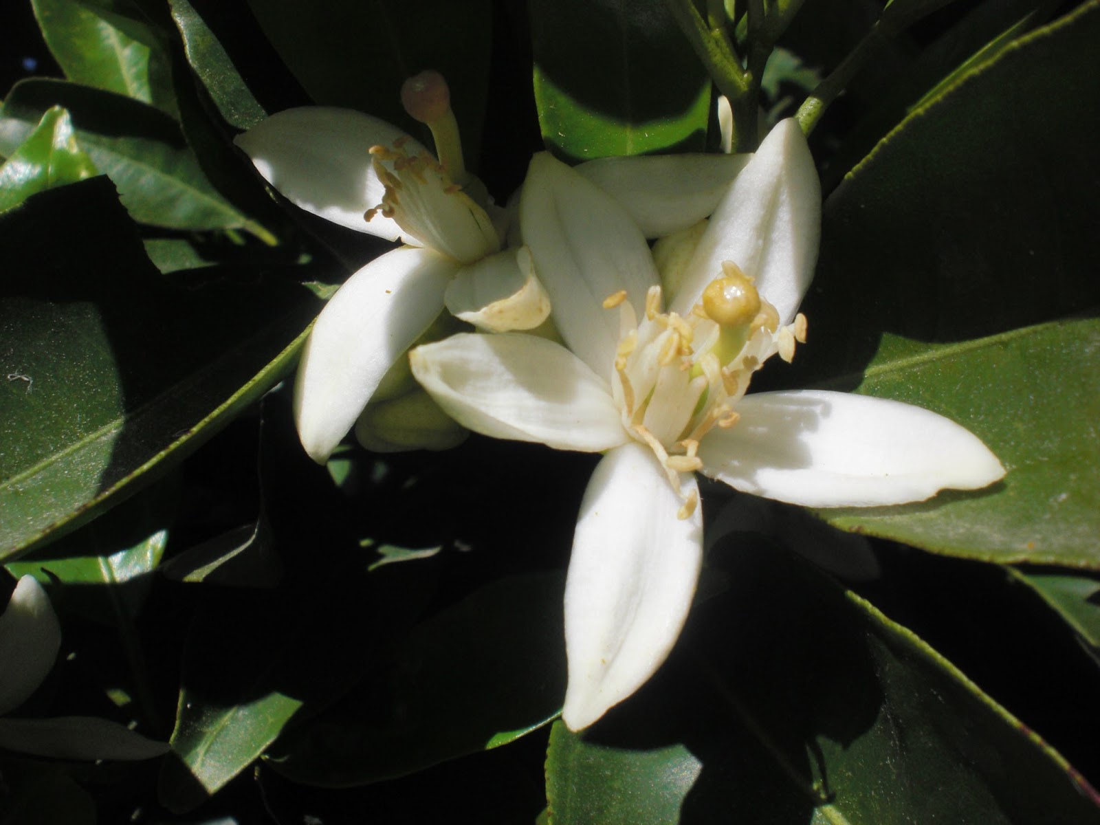 Perfumes y luces de Extremadura: Las flores del naranjo.