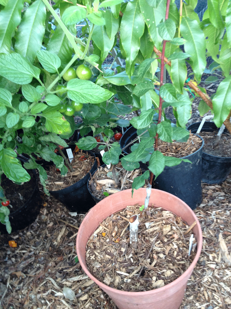 Allotment Garden: August Allotment Garden Photographs.