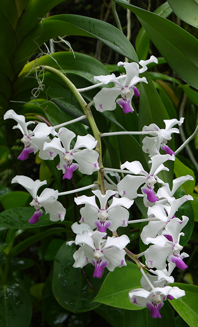 The Orchid Column: Vanda luzonica